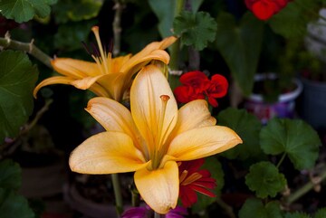 Cómo cultivar la azucena, una planta bulbosa de flores espectaculares