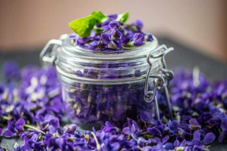 Violeta: todas las propiedades de esta planta medicinal