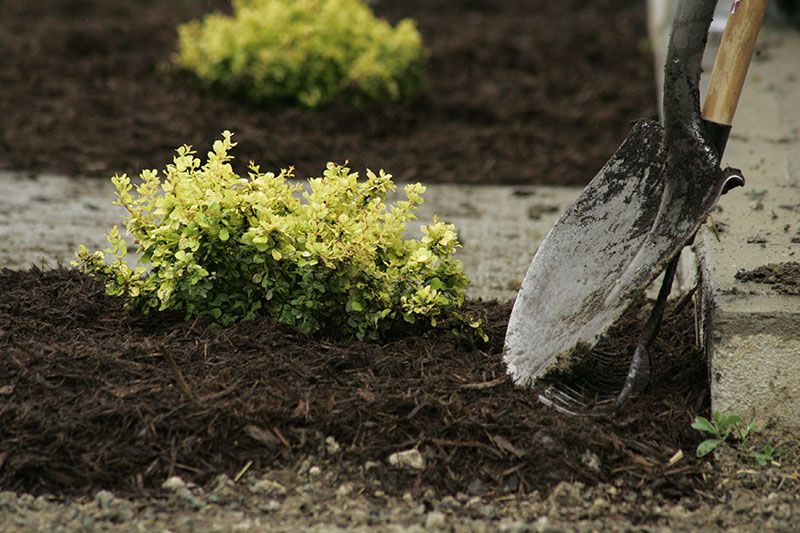 Cómo utilizar mantillo para proteger y revitalizar las plantas de tu jardín