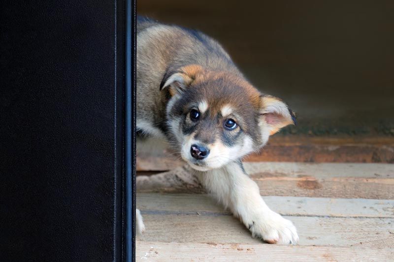 ¿Cuáles son las razas de perro más miedosas?