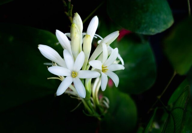 Así debes cultivar y cuidar de los nardos