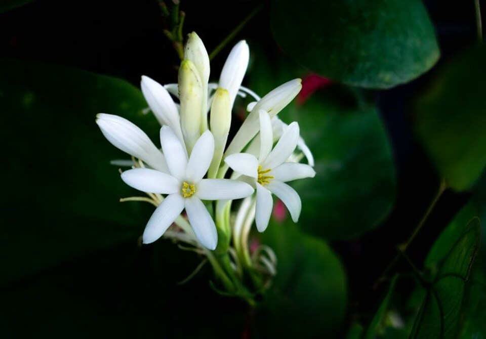 Así debes cultivar y cuidar de los nardos