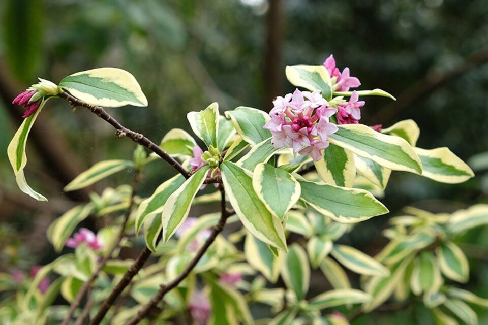 Estos son los cuidados que necesita la dafne, una belleza de invierno