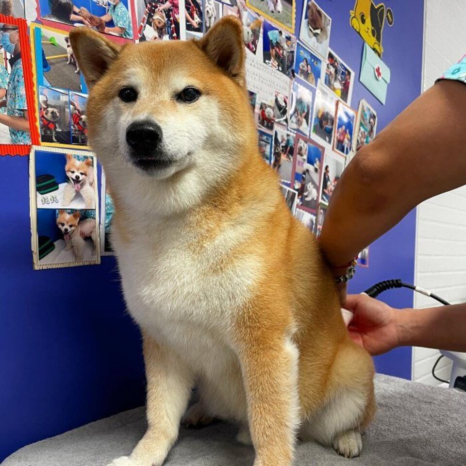 Cheems, el famoso perrito de los memes, ha fallecido | ¡HOLA!