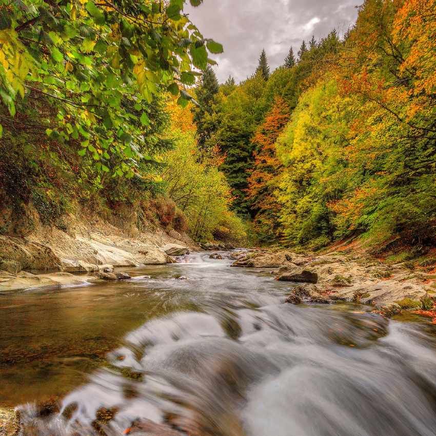 El otoño más bonito de Navarra en la Selva de Irati