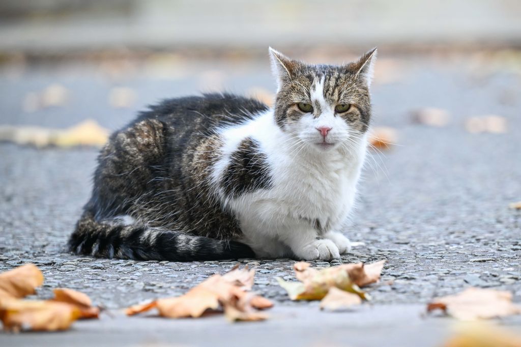 El gato Larry celebra 15 años en Downing Street: 15 imágenes que ...