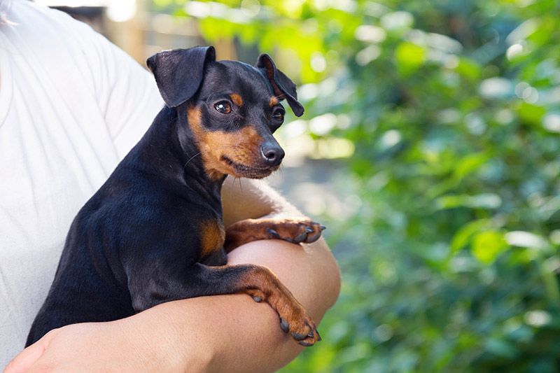 Perros miniatura: qué razas se incluyen y qué debes tener en cuenta