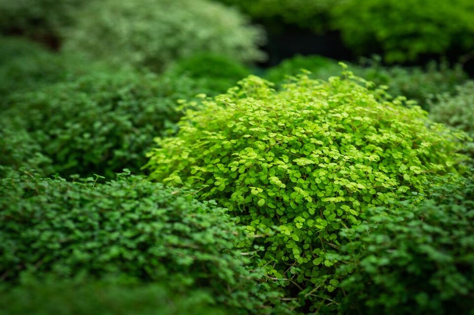 10 plantas de sombra para el jardín que pueden crecer y florecer con ...