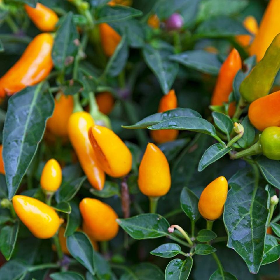 Ají amarillo, el tesoro dorado de la cocina peruana