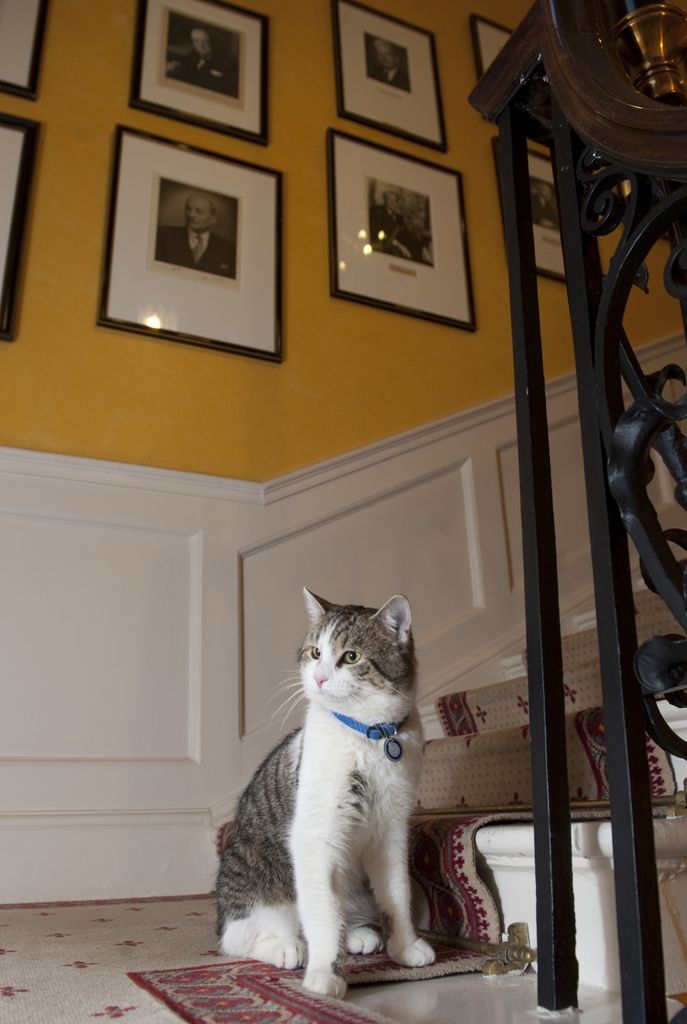 El gato Larry celebra 15 años en Downing Street: 15 imágenes que ...