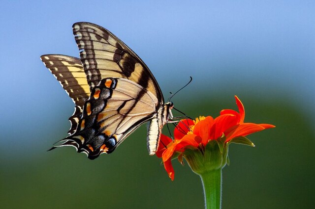 Plantas con flores para atraer a las mariposas a tu jardín