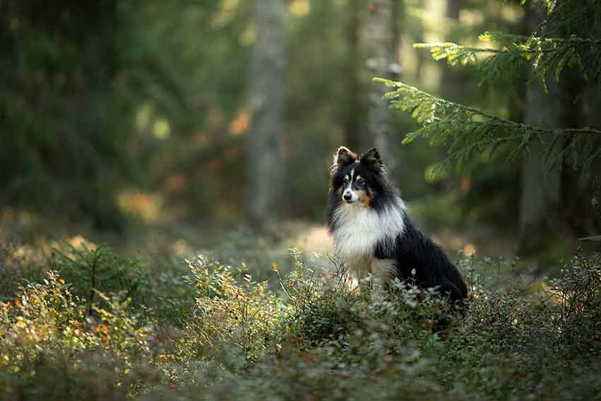 Razas de perro elegantes dotadas de nobleza, belleza e independencia