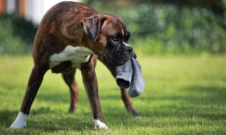 ¿Qué tengo que hacer si mi perro se come un calcetín?