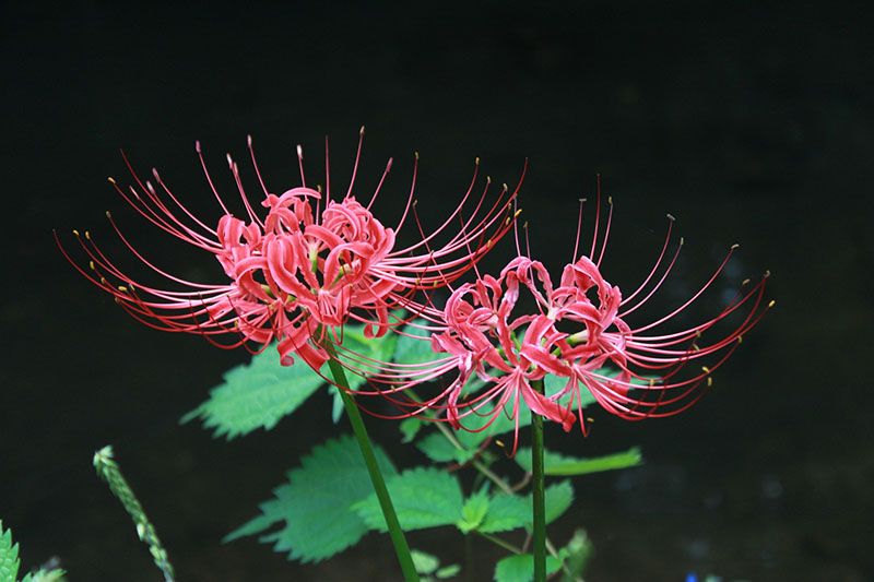 Todas las claves para cultivar la 'Lycoris radiata' o ‘flor del infierno’