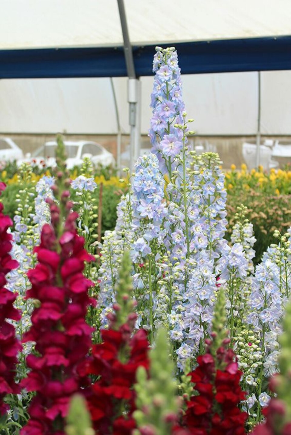 Cómo cuidar el 'delphinium' o espuela de caballero, la especie ideal para tu jardín