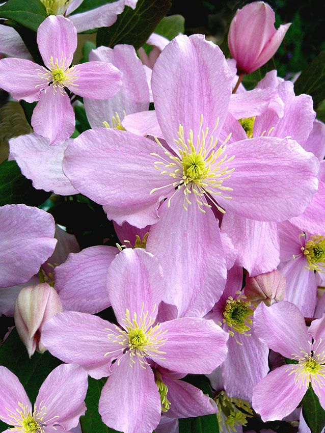 Así puedes cultivar la clemátide, una trepadora de flor espectacular