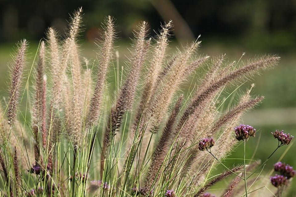 Así puedes utilizar las gramíneas ornamentales en tu jardín