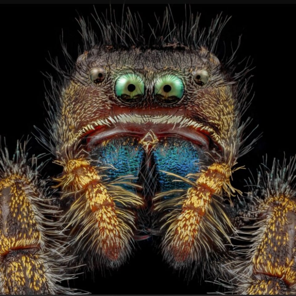 Así son los increíbles rostros maximizados de los insectos | ¡HOLA!