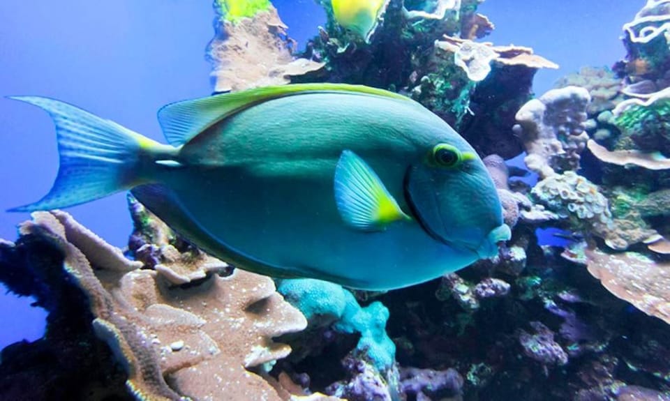 Estas son las especies de pez más raras y sorprendentes del fondo marino