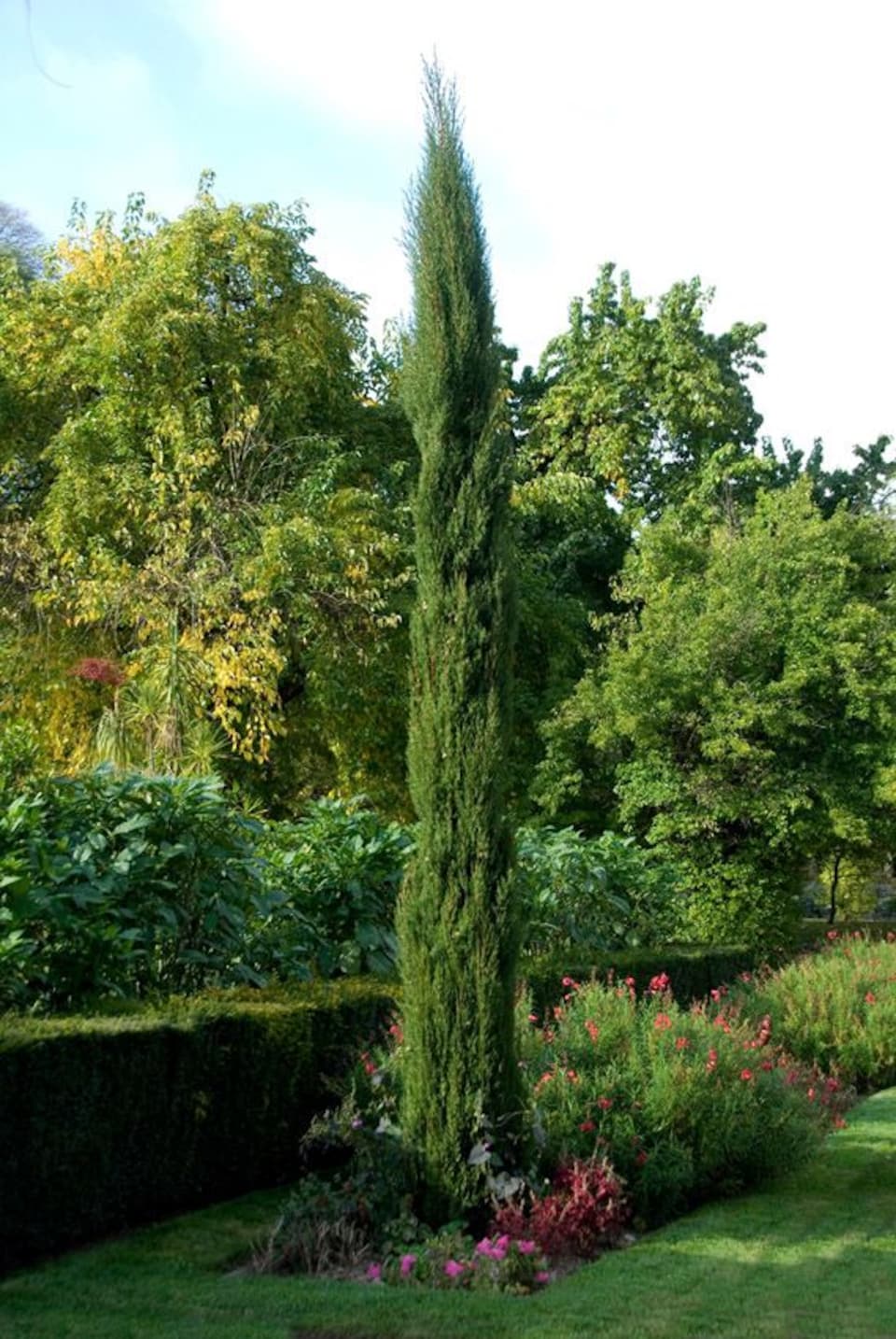 ¿Qué coníferas plantar en el jardín? Todos los consejos expertos para ...