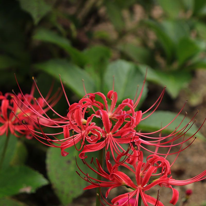 Todas las claves para cultivar la 'Lycoris radiata' o ‘flor del infierno’
