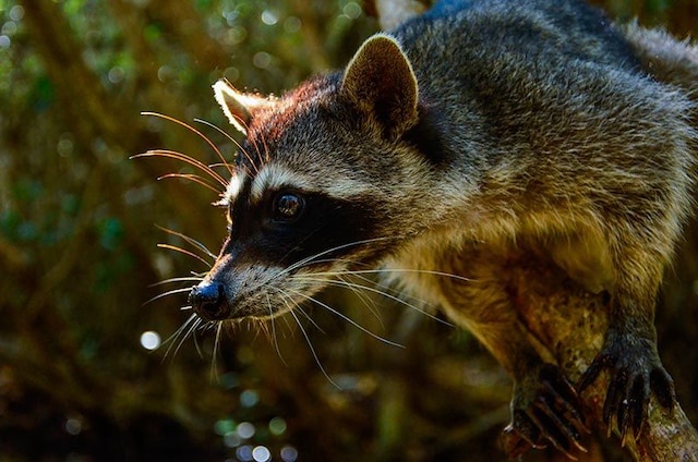 Estas son las curiosidades más llamativas de los mapaches