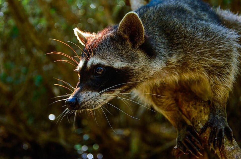 Estas son las curiosidades más llamativas de los mapaches