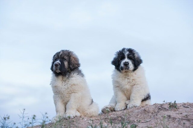 Conoce las razas de perro españolas autóctonas ¡hay 33!