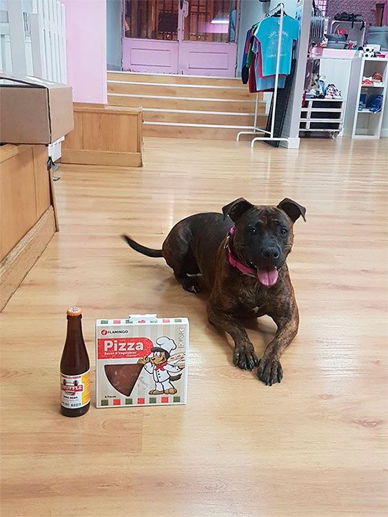 Belfos y Trufas, un espacio 'gourmet' para perros en Bilbao