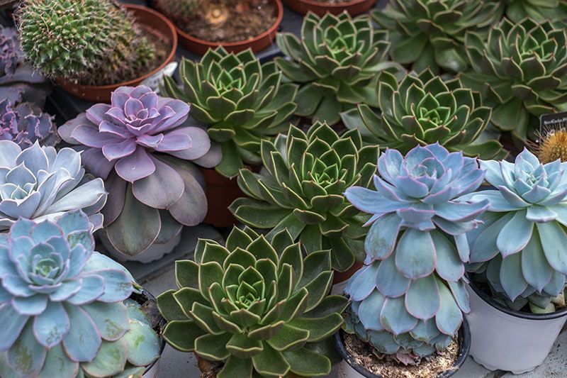 Cómo crear un jardín de rocalla: combinar rocas y plantas