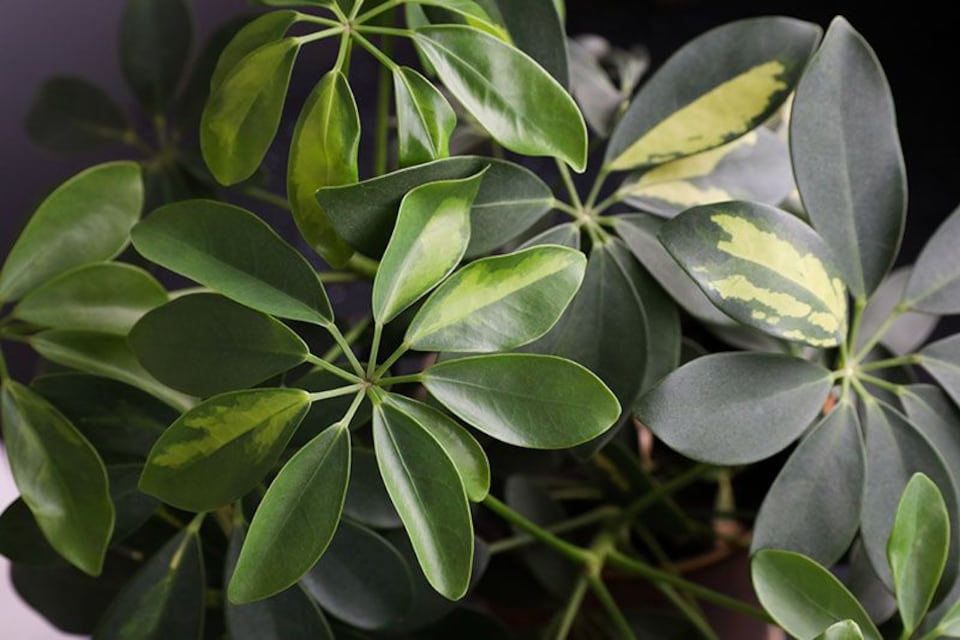 Así puedes cultivar la cheflera en casa y conseguir que esté espectacular