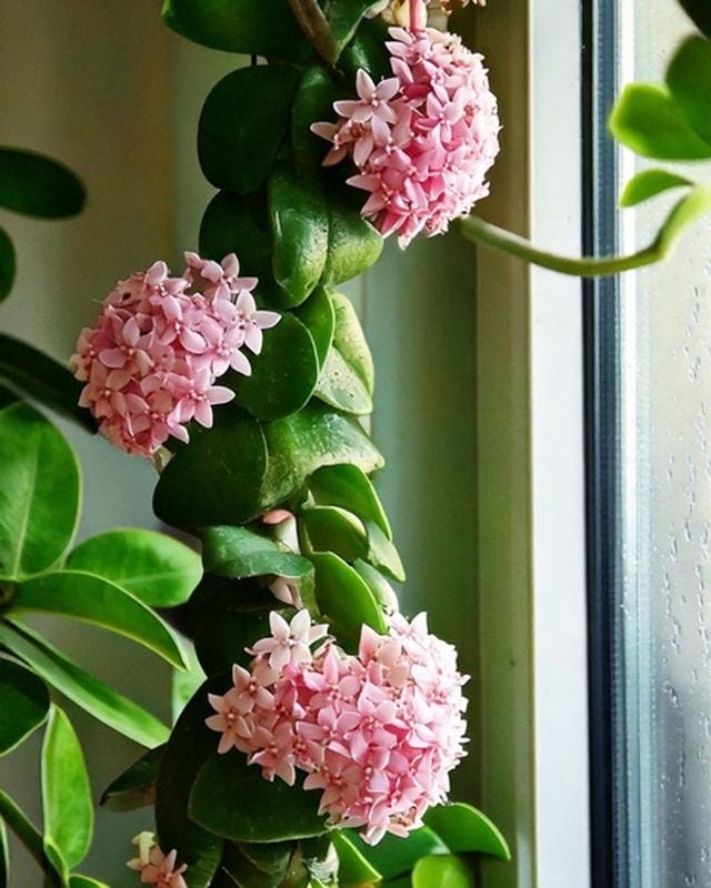 Flor de cera: cuidados esenciales para que luzca sana y hermosa en tu hogar