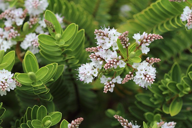 Aprende a cultivar arbustos de verónica en el jardín