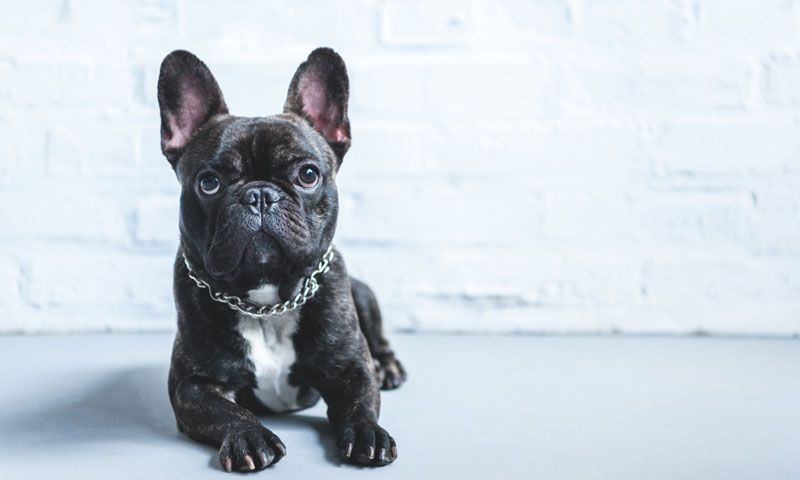 Razas de perro | El bulldog francés o frenchie: características ...