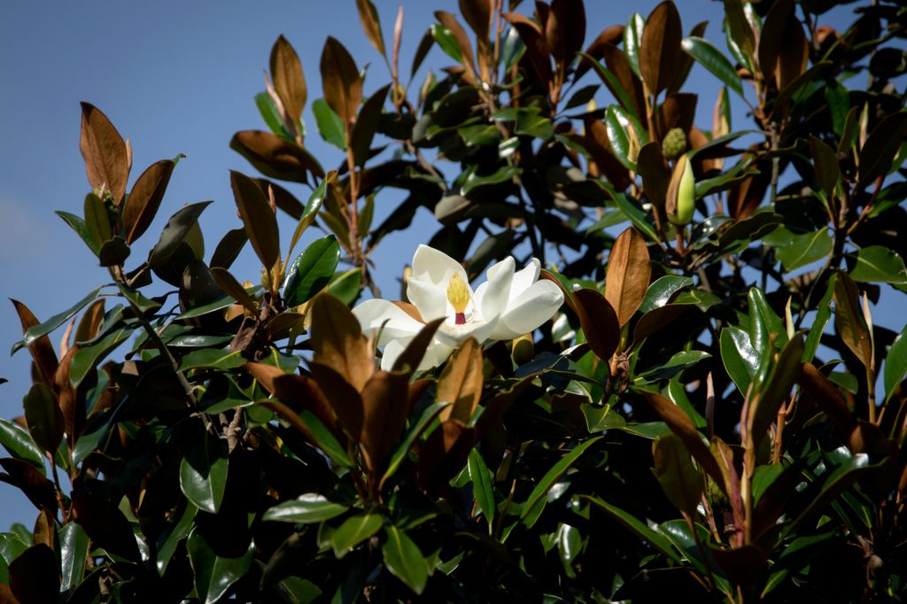 Magnolia grandiflora: el árbol ornamental más apreciado por su ...