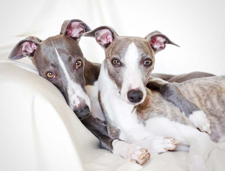 Razas de perro: ¿qué sabes de los whippet?
