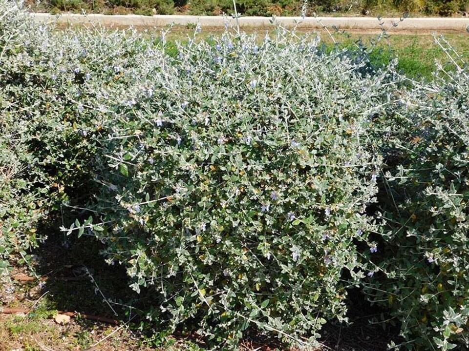 Así debes cultivar la olivilla o teucrio en el jardín