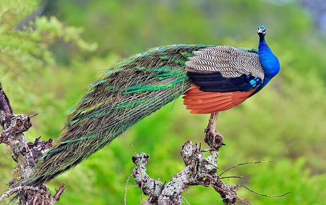 10 curiosidades sobre el pavo real