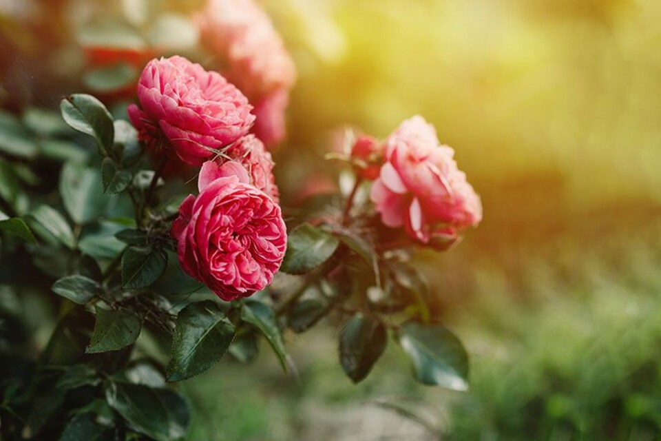 Cómo cultivar rosales y lograr que crezcan esplendorosos