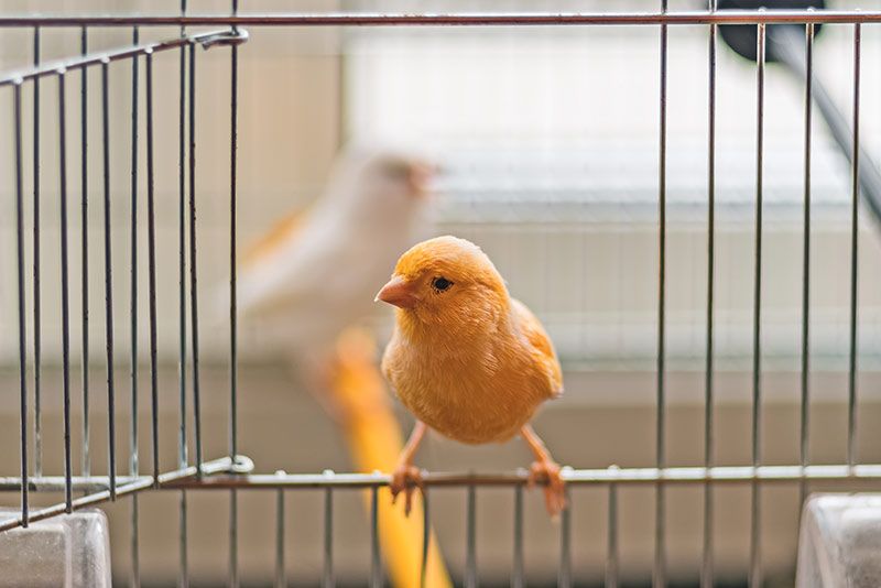 Canario: características y curiosidades