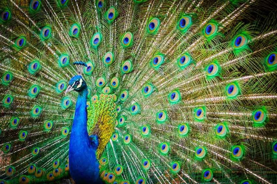10 curiosidades sobre el pavo real