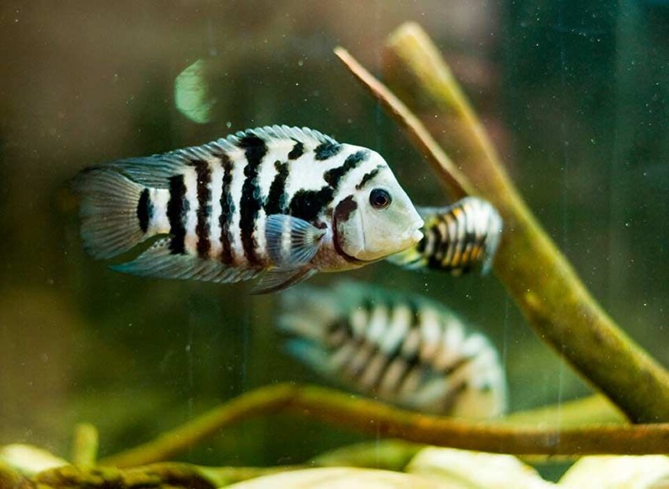 Estos son los peces más bonitos y llamativos para tu acuario