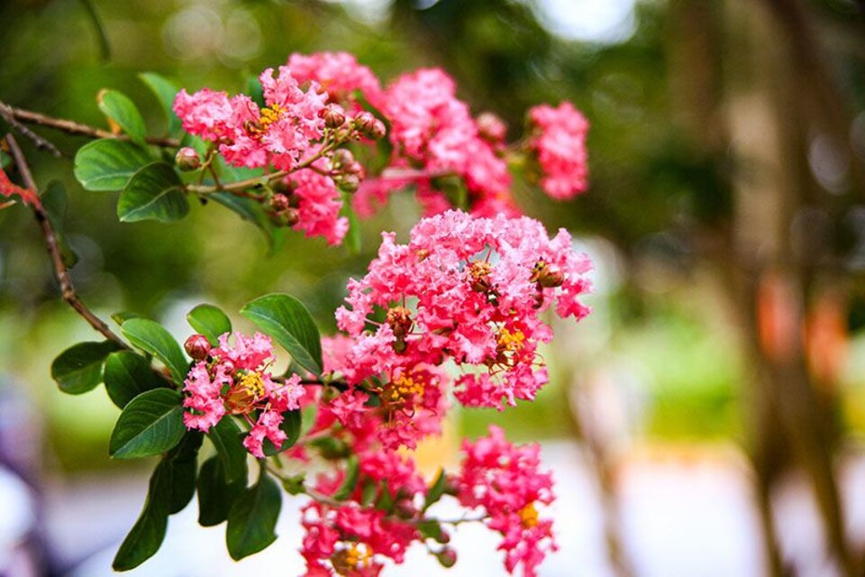 Todos los cuidados que has de darle al árbol de Júpiter