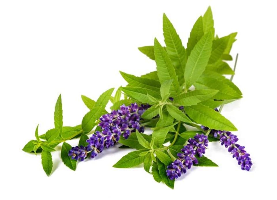 Verbena: una planta medicinal con muchas propiedades