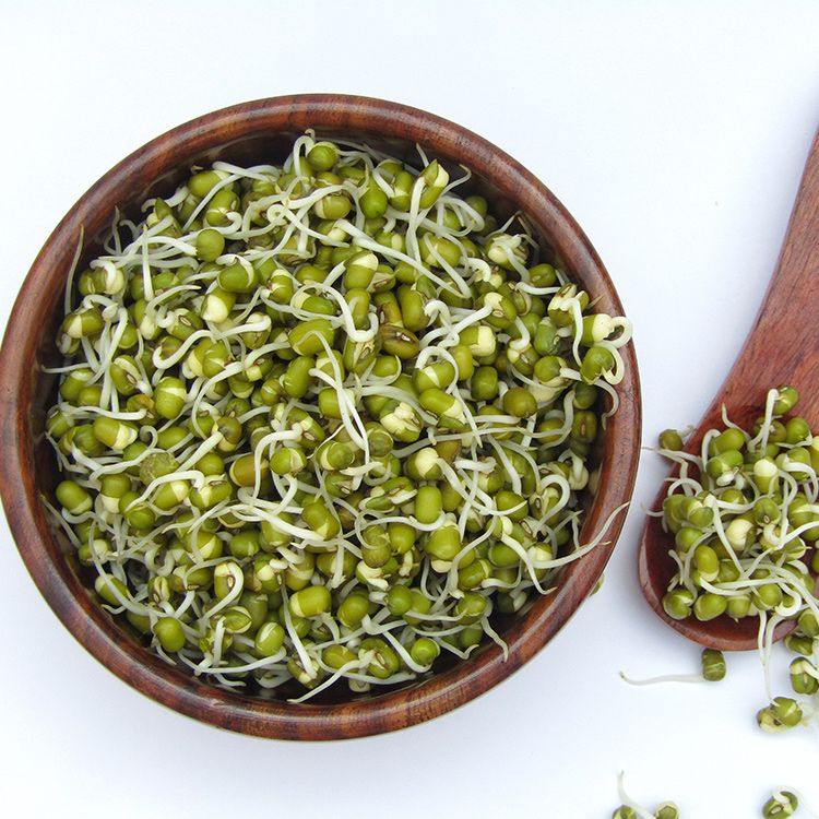¿Sabes qué son los germinados y cómo se utilizan en la cocina?