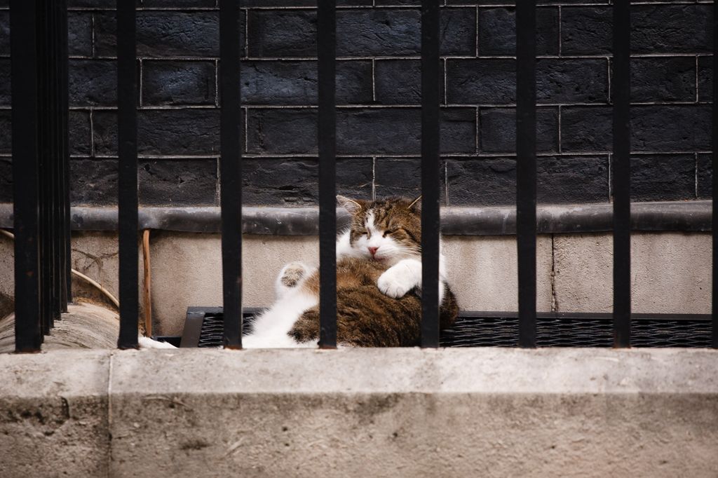 El gato Larry celebra 15 años en Downing Street: 15 imágenes que ...