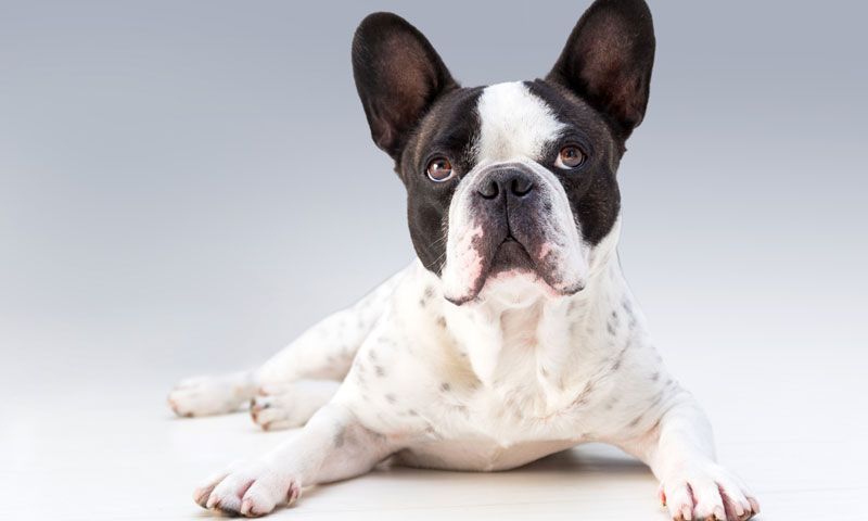 Razas de perro | El bulldog francés o frenchie: características ...
