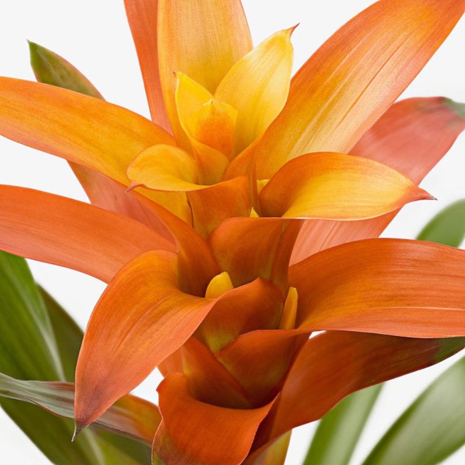 Cómo cultivar la guzmania en el interior de tu casa