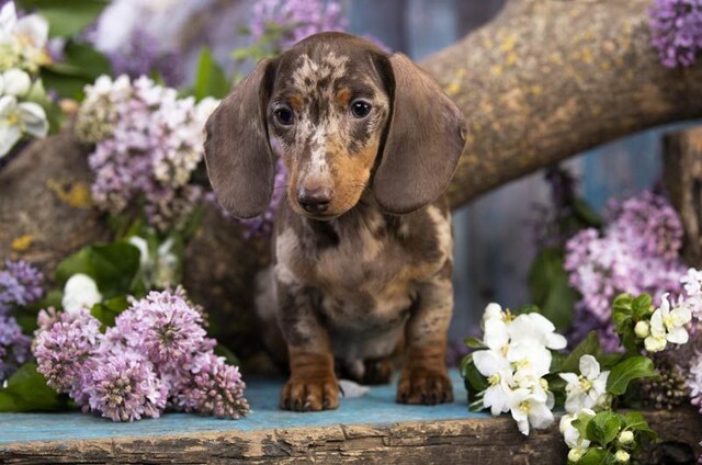 Razas de perro: El teckel arlequín, un divertido cazador que prefiere ...