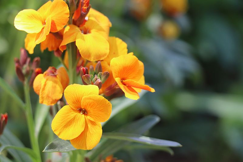 Cómo cultivar y cuidar la planta de alhelí